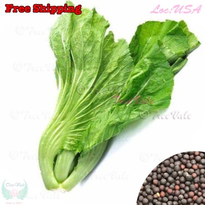 Chinese Mustard / Asian Mustard Green / Mustasa Seeds | Kai Choi, Gai ...