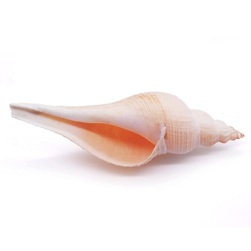 9"-10" Large Natural Conch Shells Big Seashells Great for Beach Theme ...