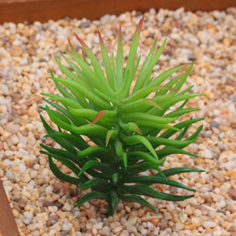 12 Pcs Mini Artificial Random Succulent Plant Decor Unpot Simulation ...