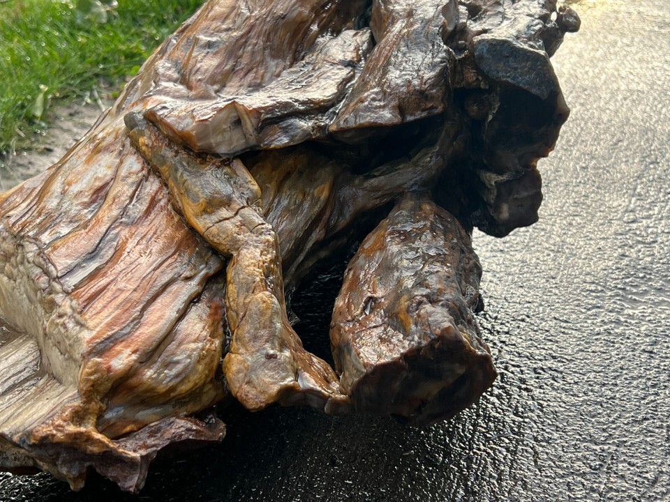 76 lb agatized petrified wood root ball very rare one of a kind ...