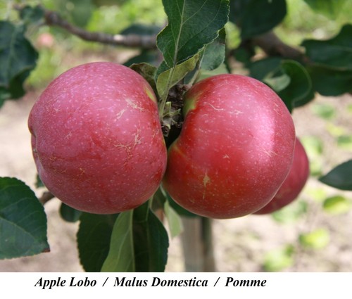 Seed Lobo Apple Malus Domestica Lobo Red Fruit Very JUICY Plant Bonsai ...