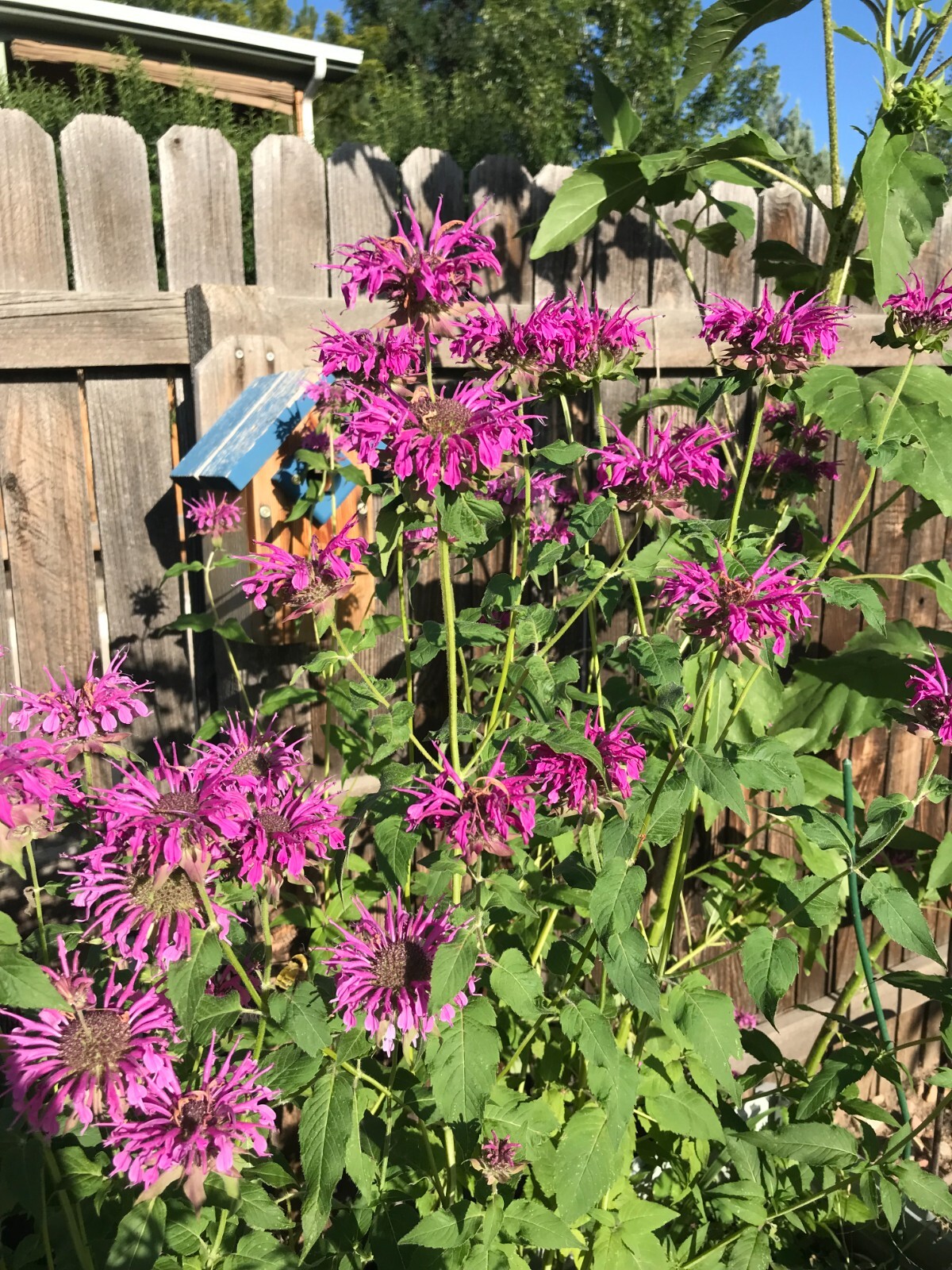 150 seeds Monarda Bee Balm Fuchsia Hot Pink Tall Perennial +Gift | eBay