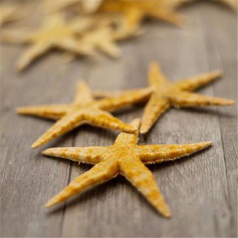 Mini Natural Starfish Shell Beach Sea Star Landscape Crafts Making ...