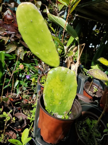 Spineless Prickly Pear Opuntia Cactus Edible Rooted | eBay