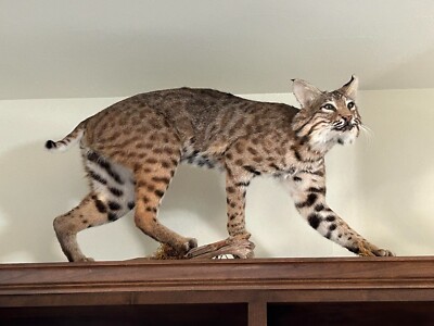 Mining Equipment - Bobcat