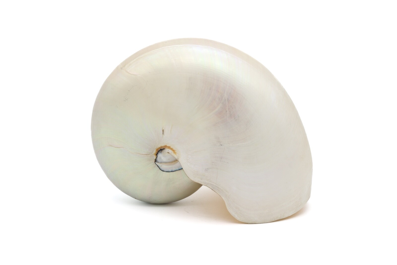 Incredible Shell Collection - Pearl Nautilus, Conch, Large Cassis ...