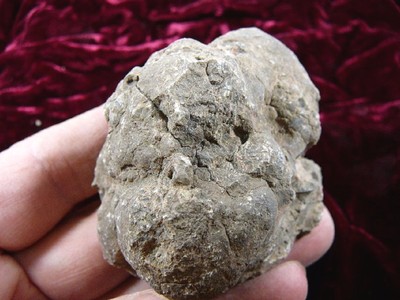 (PP511-4) 7 oz Real Fossil Crocodile croc POOP doo doo Triassic era ...