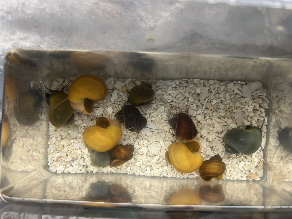 20 Mystery Snails Mixed (Pomacea Bridgesii) Live Freshwater Snail US ...