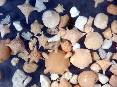 Other - Fossil Foraminifera