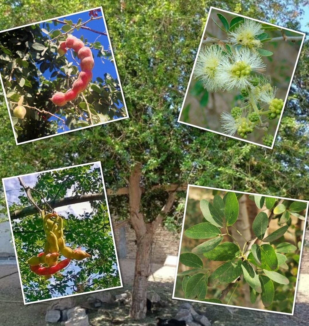 Guamuchiles Fruit Tree Guamuchil (Manila Tamarind) Subtropical Urban