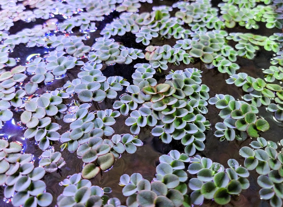 3 Floating Plants Combo FROGBIT, SALVINIA, Purple RICCIA Water Spangles ...
