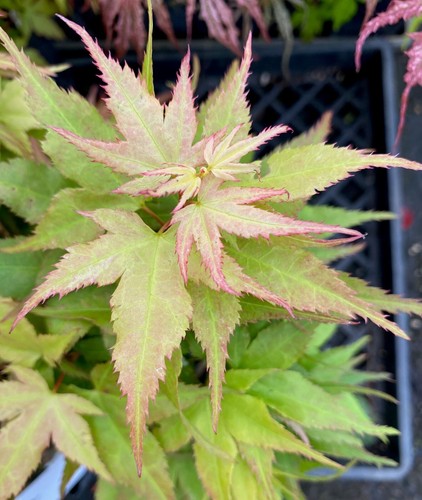 Japanese Maple Mayday New Variety! | eBay