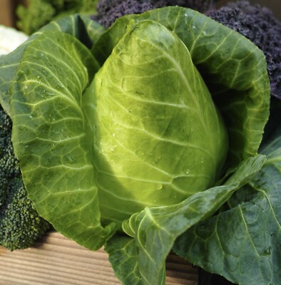 Cabbage Greyhound Seeds x 700 - Early Compact Variety - Vegetable | eBay UK