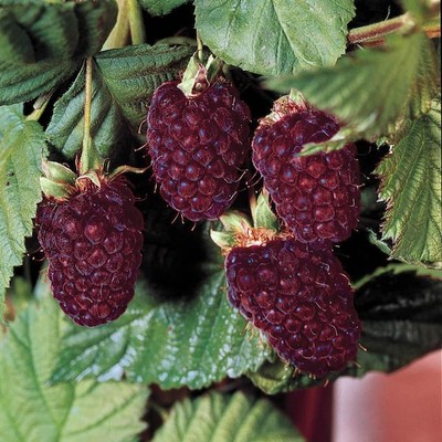 Thornless Boysenberry Dormant Bare Root Fruit Bearing Blackberry Plants ...