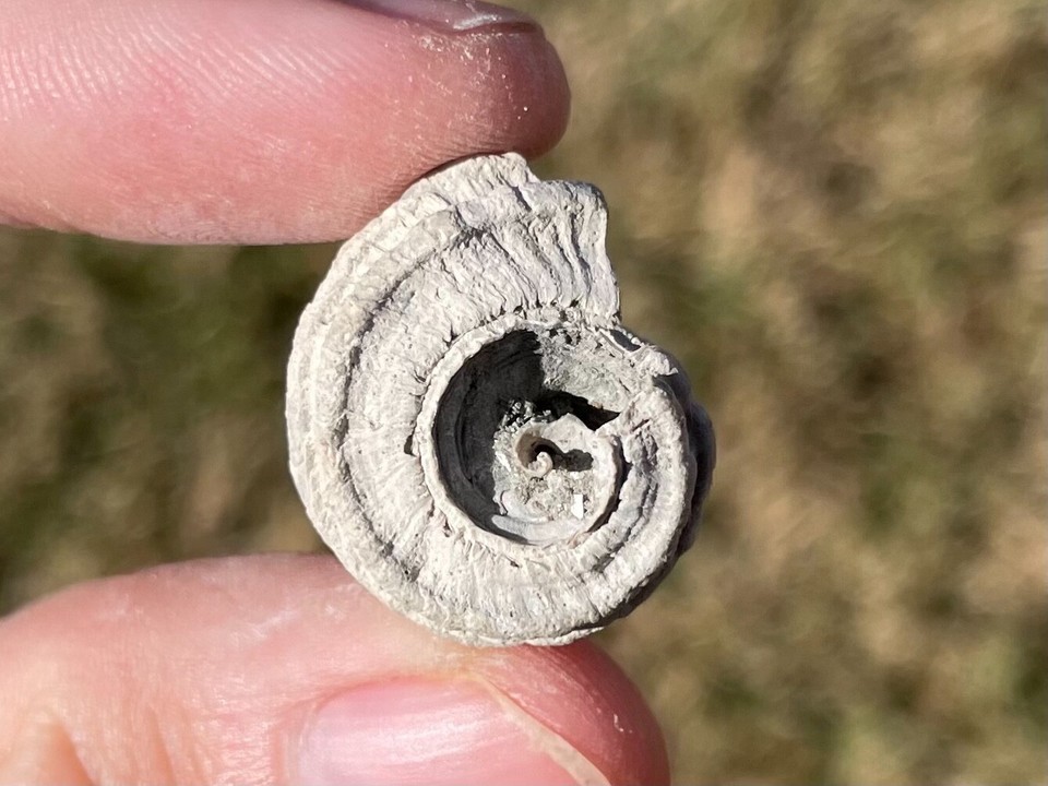 North Carolina Fossil Gastropod Ecphora gardnerae Miocene Megalodon Age ...