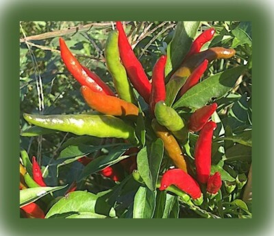 Organic HOT CHILLI Seeds Diavolicchio CALABRESE - Heirloom Non-GMO x10 ...