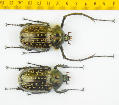 EUCHIRIDAE - Cheirotonus gestroi (Pair- Male 55mm Female 55mm ...