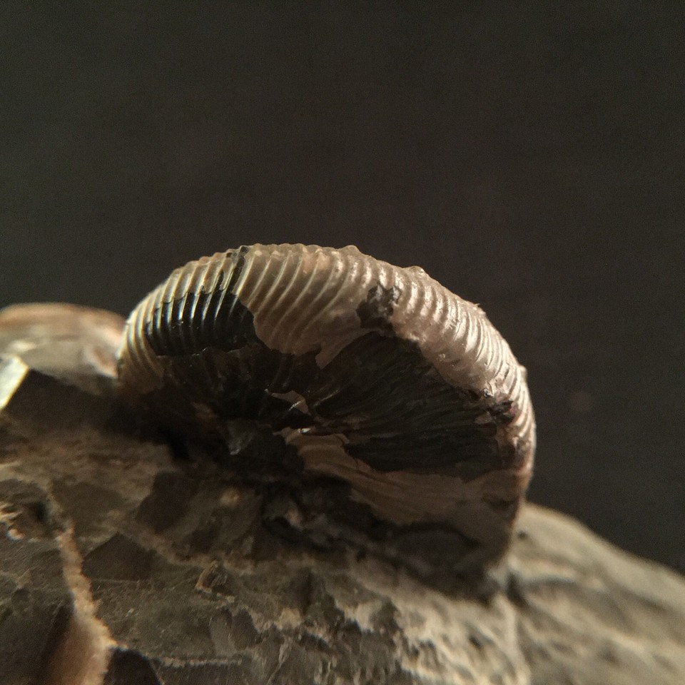 Scaphite from South Dakota, Hoploscaphites landesi | eBay