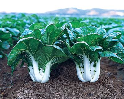 PAK CHOI / BUK CHOY White Stem 150 seeds Asian green vegetable garden ...