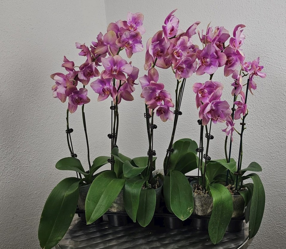 Orchidee Phalaenopsis Baby Dynamite peloric, in Blüte, 2 BT/ warm ...