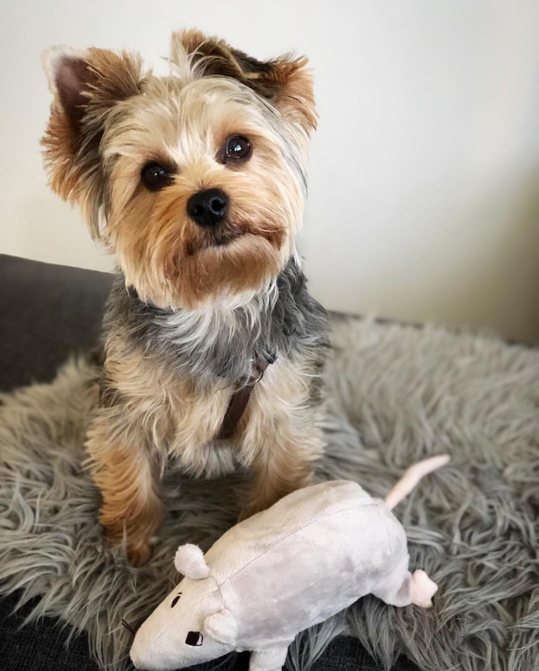 IKEA GOSIG RATTA Soft Plush Toy - 23cm Rat Gift, Pet Toy & Prank Fun ...