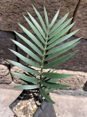 PACKAGE OF 3 CYCADS Encephalartos Longifolius JOUBERTINA ICE BLUE ...