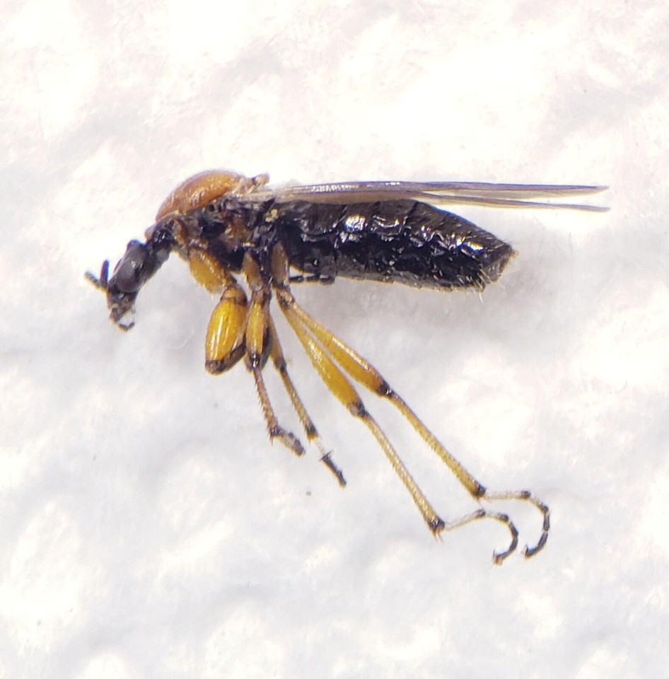 Diptera / Fly Specimens - Insect Collection Entomology Choose Family ...