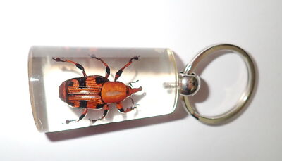 Insect Key Ring Bamboo Weevil Snout Beetle Specimen Amber Clear SK10 | eBay