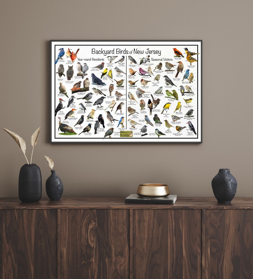 Backyard Birds of New Jersey Bird Identification Nature Poster / Bird ...