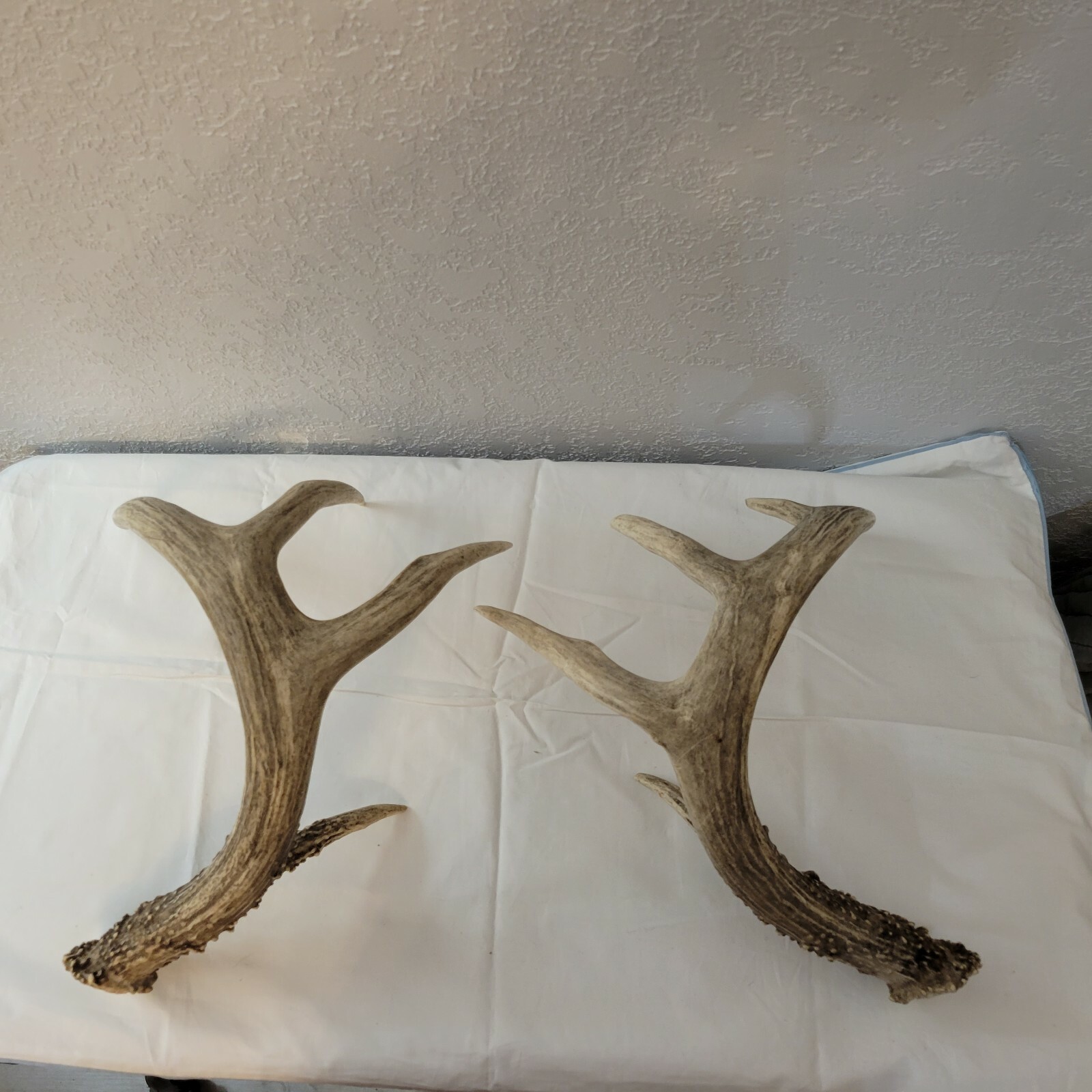 Atypical 9 Point Whitetail Deer Antlers From West Central Minnesota | eBay