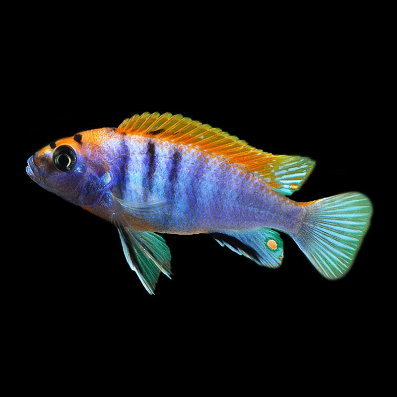Labidochromis Hongi