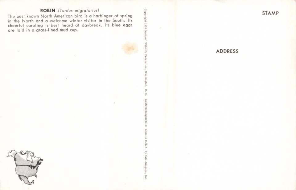 Postcard Bird Robin North American Bird Weber Reprint Artwork 1959 | eBay