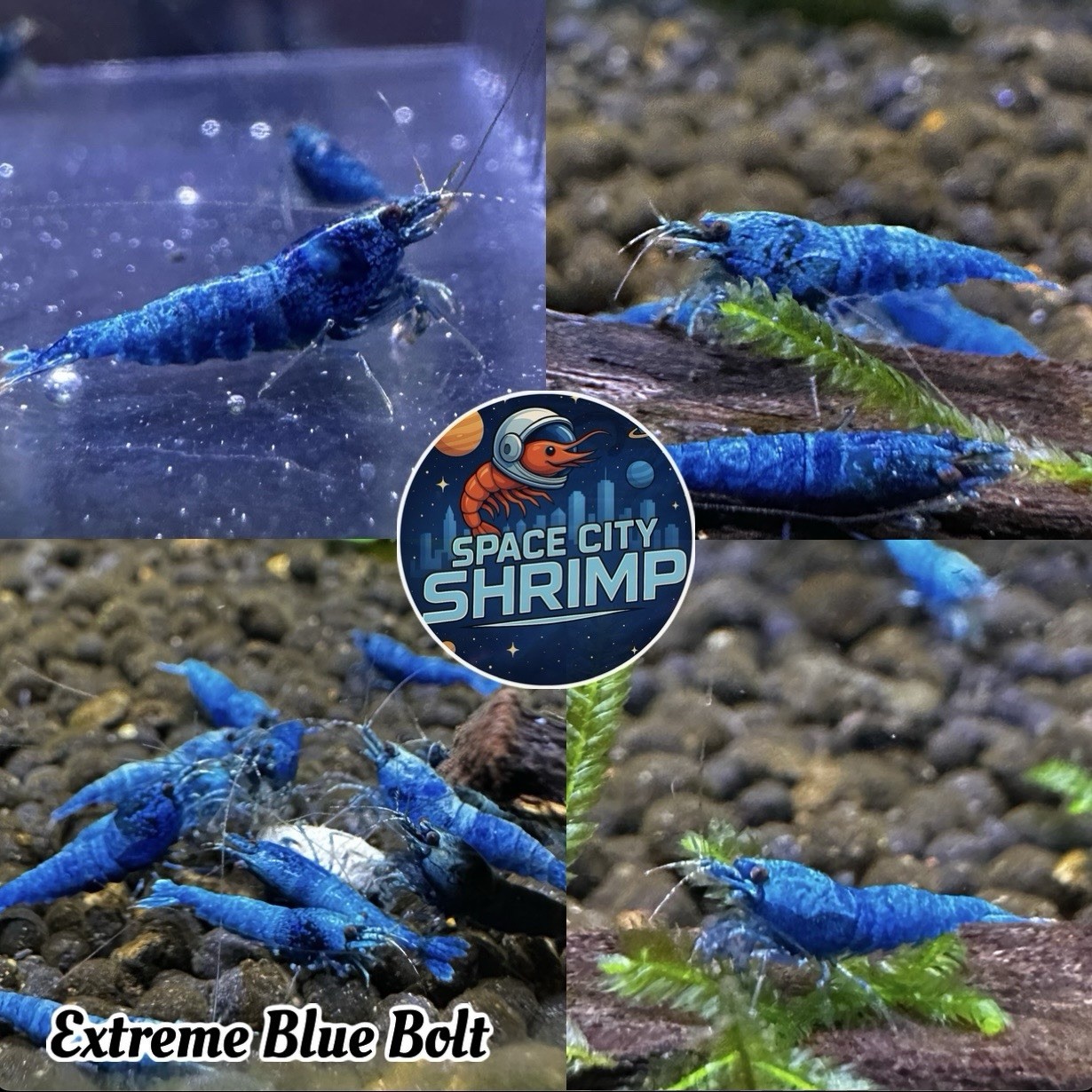 10+ Extreme Blue Bolt Caridina Shrimp - FREE 2 DAY SHIPPING - Live ...