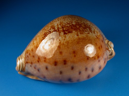 Cypraea valentia, Beautiful Pattern, Deep Water, 85.4mm, Philippines ...