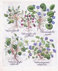 1613 VIOLA MARTIA PURPUREA Violet Outstanding large original BESLER ...