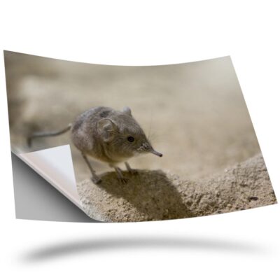 1 x Vinyl Sticker A2 - Elephant Shrew Small Rodent Mouse Rat #44950 ...
