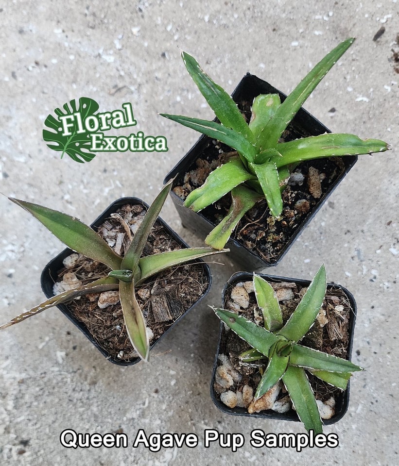 Queen Agave Victoria Reginae - Starter Pup | eBay