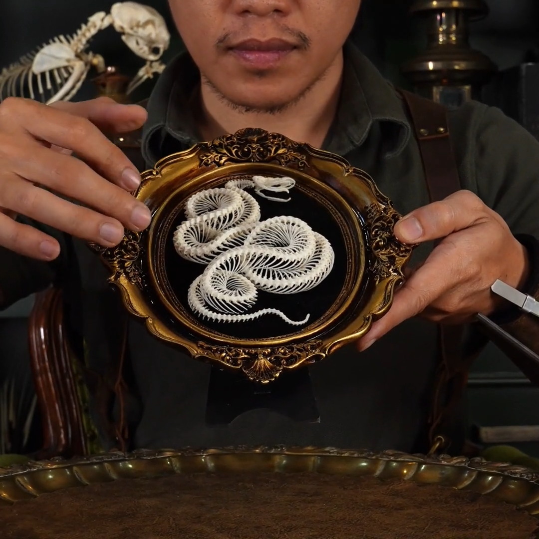 Real Snake skeleton, snake taxidermy, snake skull fangs, Gothic Vintage ...