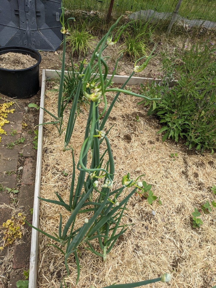 6 Egyptian Walking Onions, Tree Onion, Organically Grown, 6 small ...