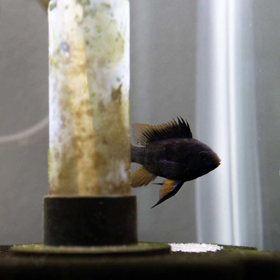 Proven Breeding Pair German Black Knight Ram Dwarf Cichlids | Live Fish ...
