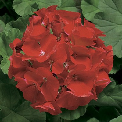 MPB#3 Geranium Seeds Ringo Deep Scarlet 15 Seeds | eBay