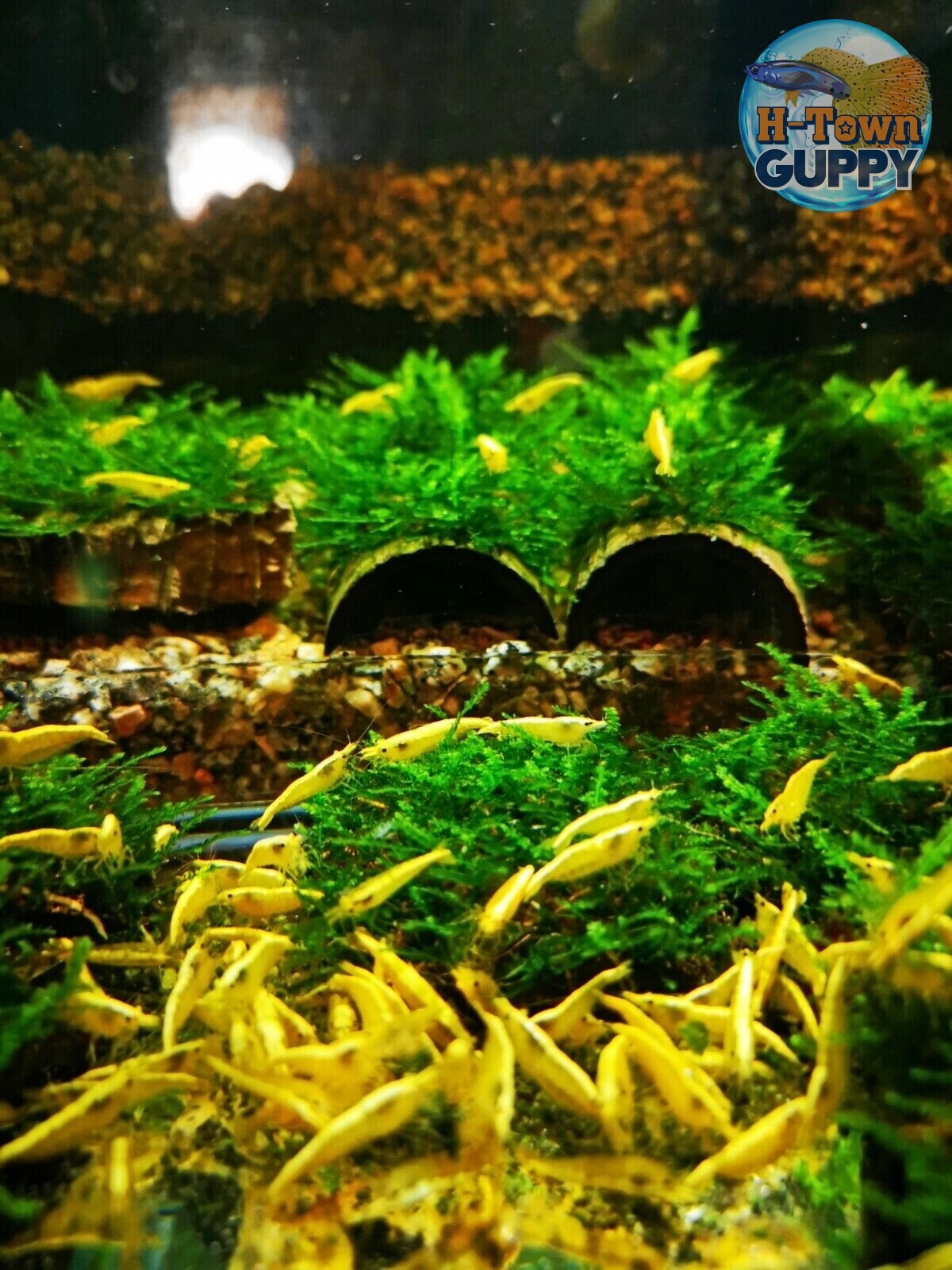 10 +1 NEON YELLOW - Freshwater Neocaridina Aquarium Shrimp. Live ...