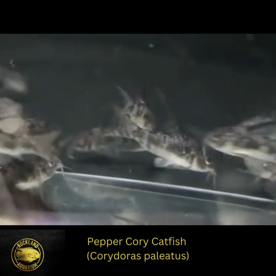 (Pack of 6) Corydoras Paleatus - Pepper Cory Catfish - Live Fish (75 ...