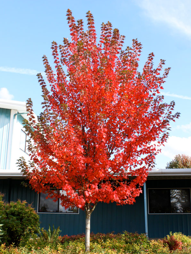 Sun Valley Maple Tree – Live Red Maple in Gallon Pot (2–4' Tall) | eBay