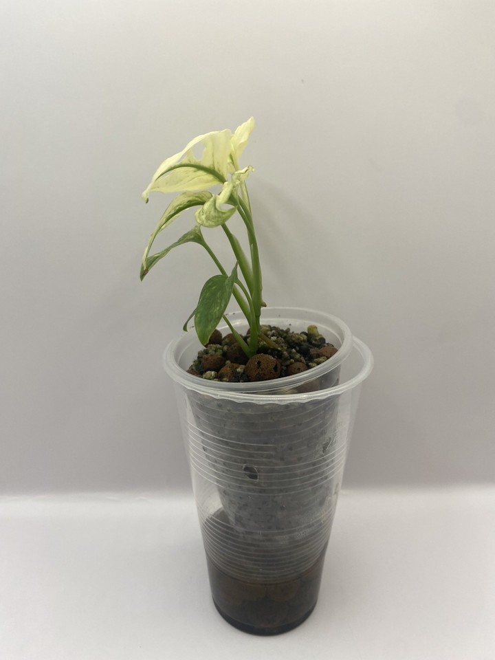 Monstera Adansonii Albo GHOST / FULL MINT, 6-LEAF Young Plant, | eBay UK