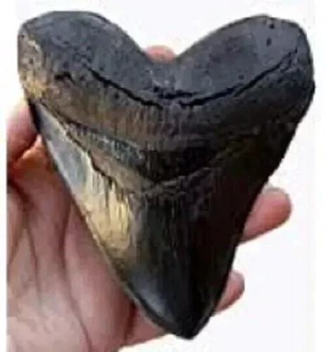 5.5 Inch Megalodon (Carcharodon Megalodon) Tooth, Black with Serrations ( ) #126 | eBay