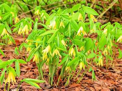 10 Bellwort Seeds for Planting Uvularia grandiflora Weeping Bell Shaped ...
