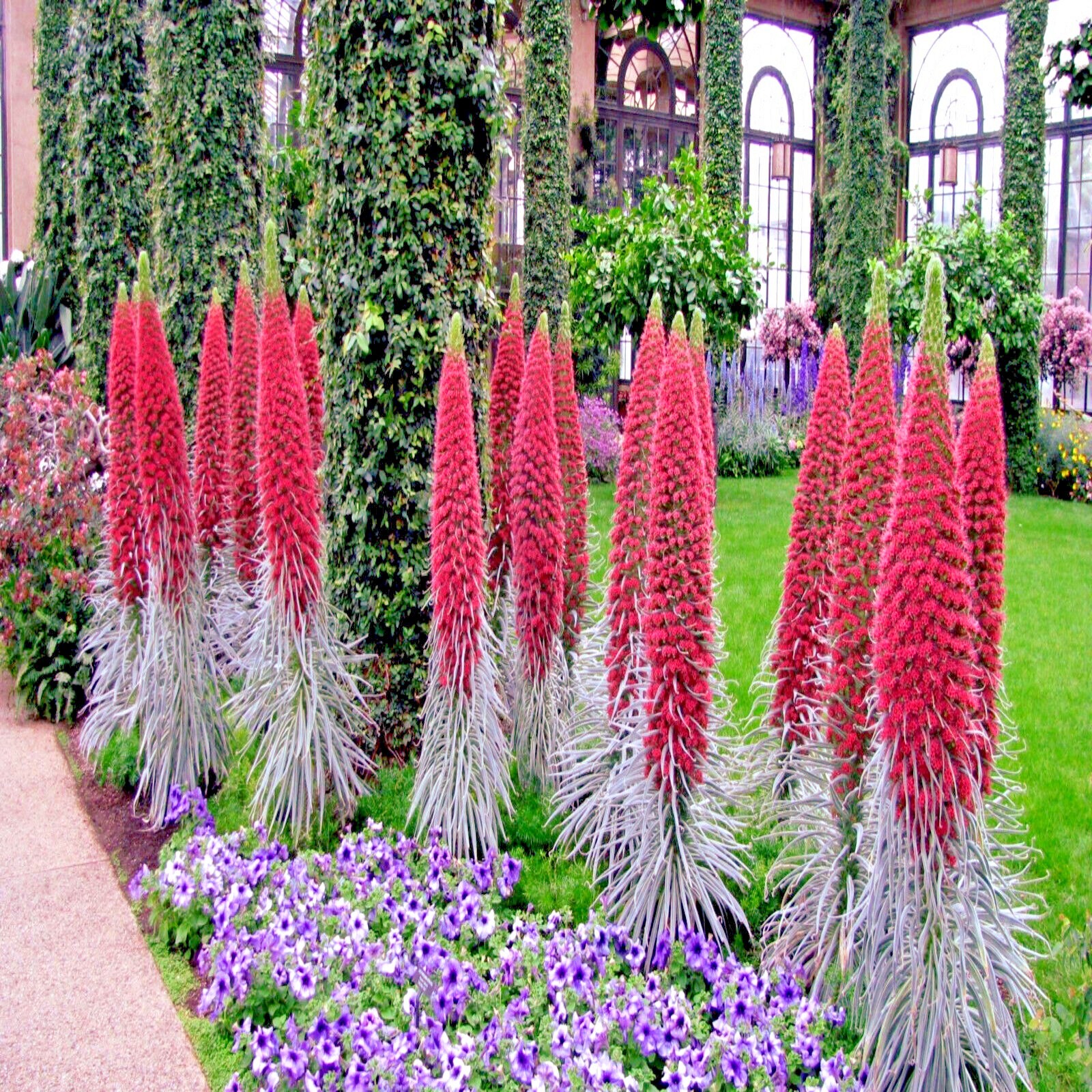 20 TOWER OF JEWELS (Echium Wildpretii) Red Hummingbird Flower Plant ...