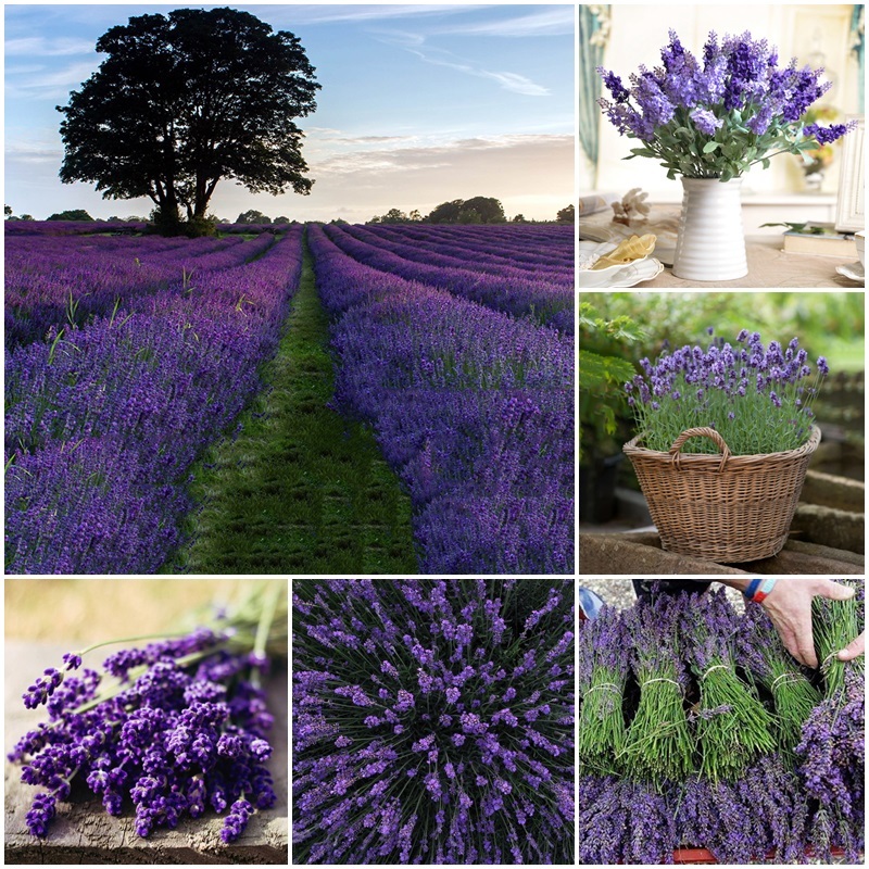 100 TRUE LAVENDER SEEDS, ENGLISH HARDY LANDSCAPE FRAGRANCE FLOWERS ...
