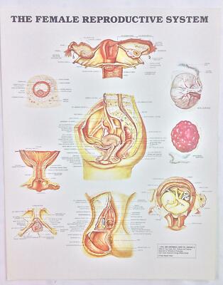 Vintage The Anatomical Chart Series Book Print 1988 The Female ...